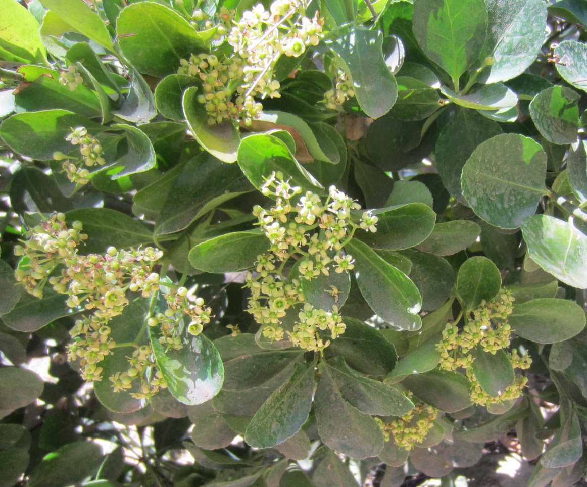 parquealamillo-encinarosa: Euonymus japonicus / Bonetero / Bonetero del ...