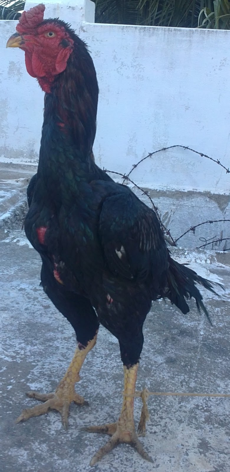 ASEEL FIGHTER PHOTOS - ASEEL FIGHTER PHOTOS