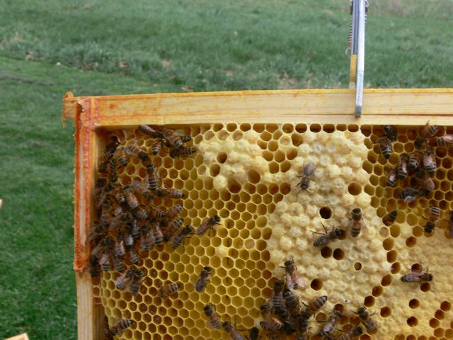 Building My Observation Hive: Stocking my Observation Hive!