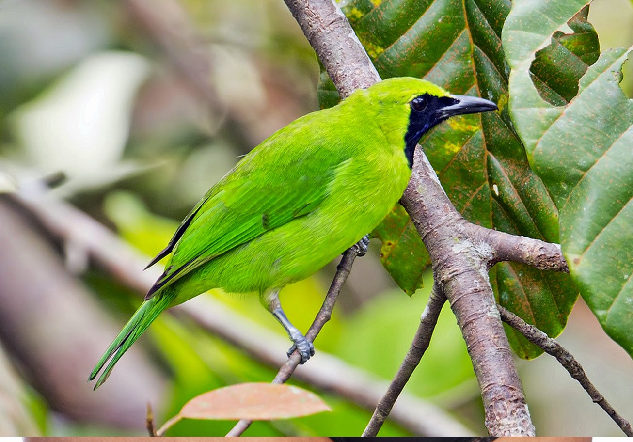 Rupa rupa burung - macam macam burung