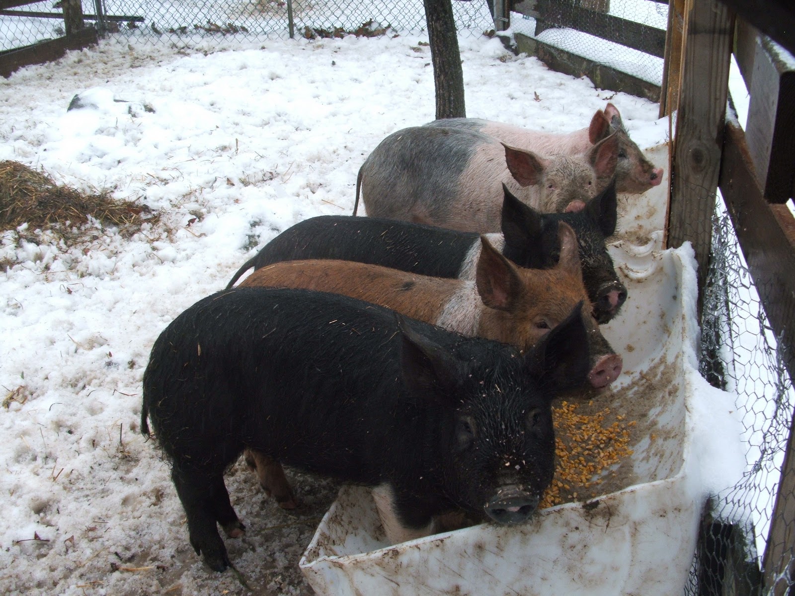 Stealth Farming: Pigs: So Many Pigs!