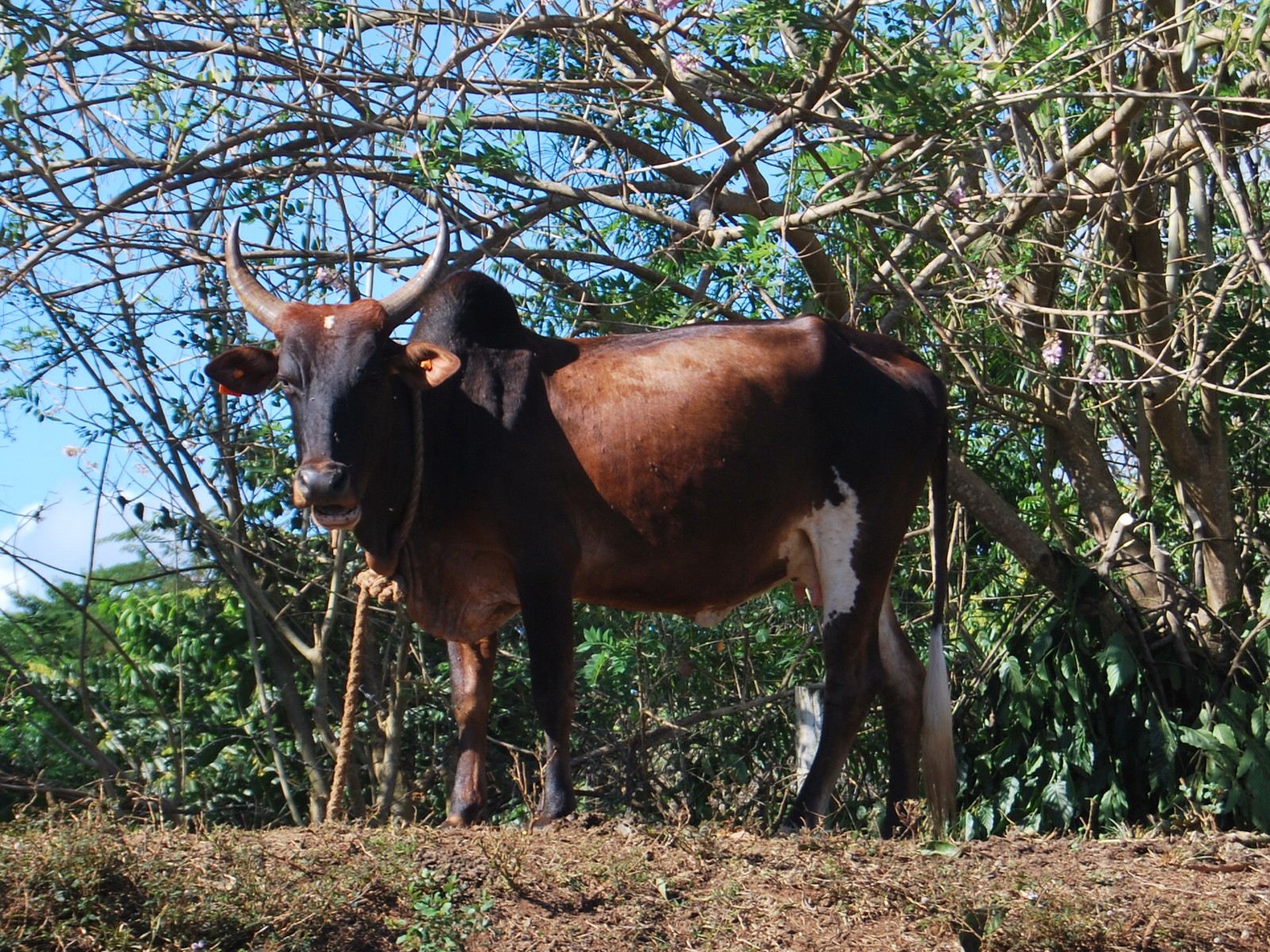 Anne-Claire & David à Mayotte...: Les animaux de Mayotte