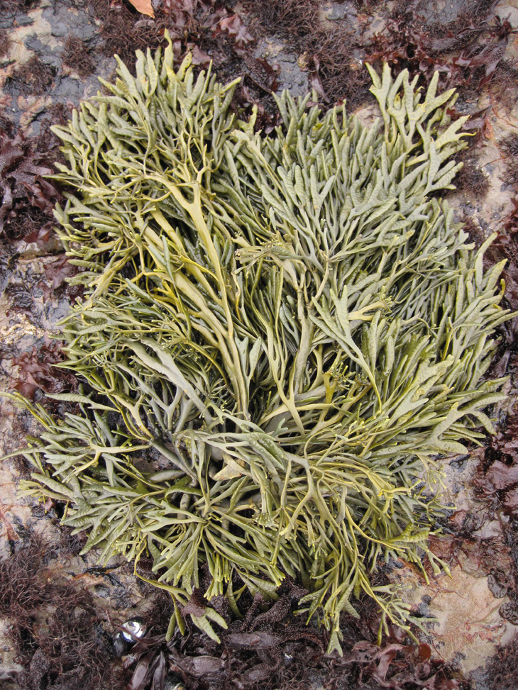 Catalogue of Organisms: A Western Rockweed