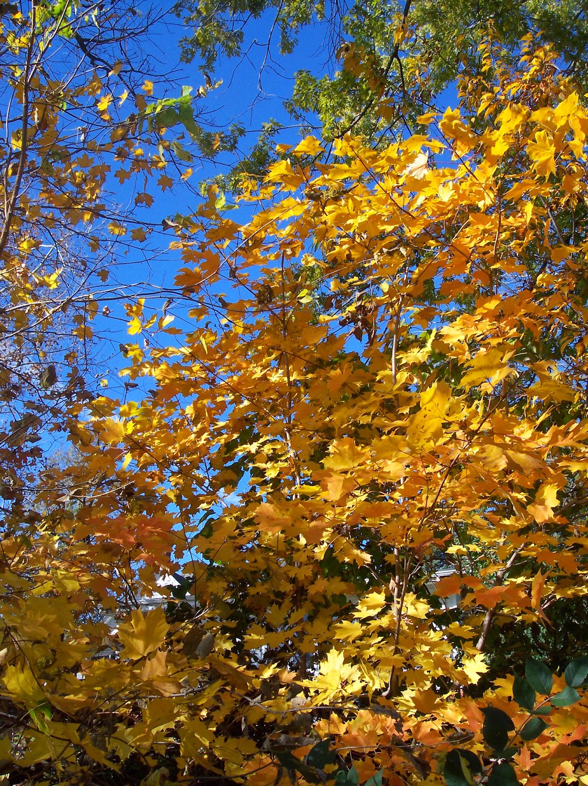 Pine View Angus Farms