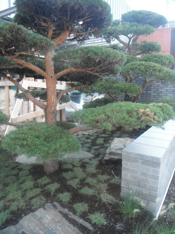 Large Tree Installations | Large Trees – Tight Spaces