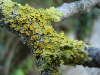 Os Fungos ~ Saúde do Futuro