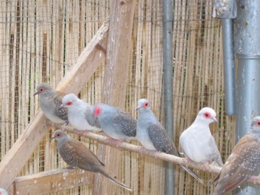 Bird In Everything: Diamond Dove Birds