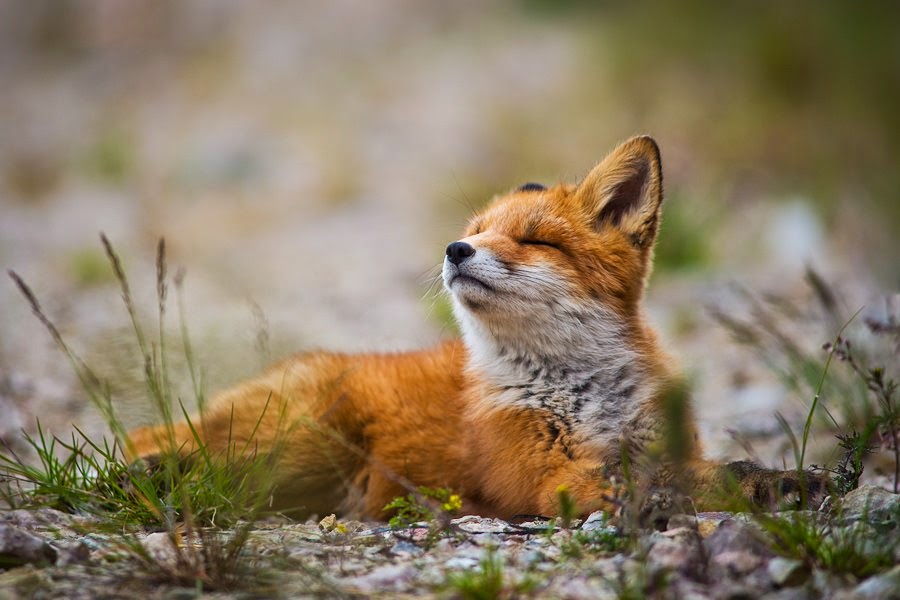White Wolf : 15 Lovely Photos of Russian Foxes by Ivan Kislov Are ...