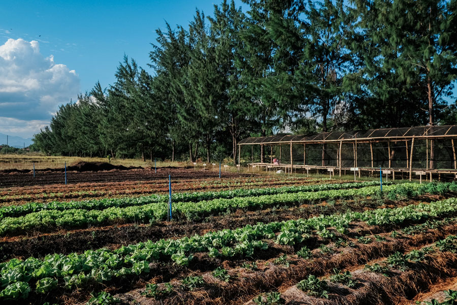 Discover The Beauty of TIGBAUAN