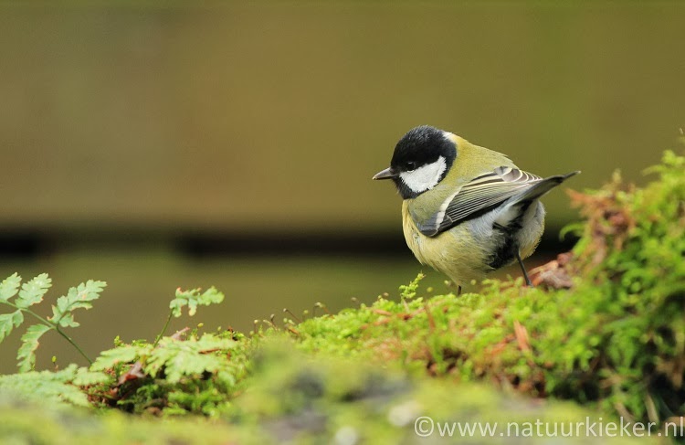 Koolmezen op de voederplek