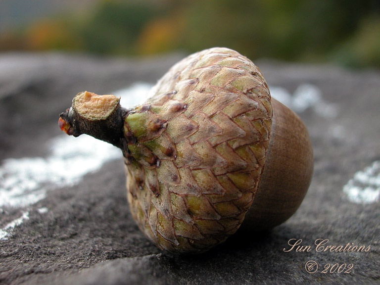 Acorn