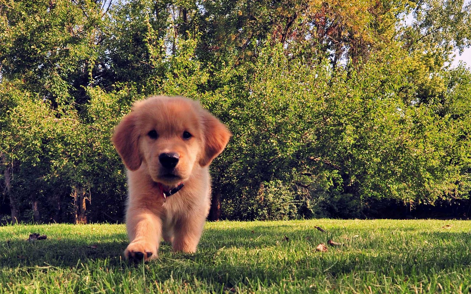 40 honden achtergronden en foto's