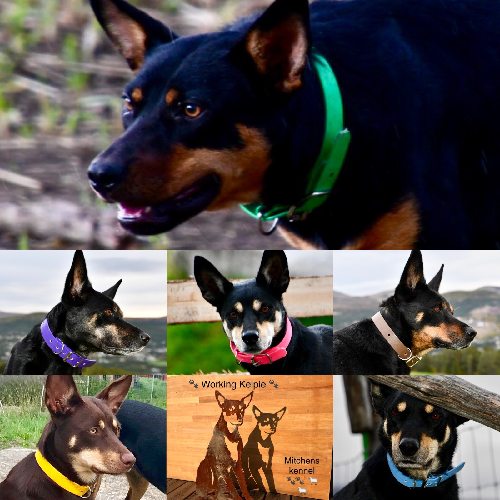 MITCHENS WORKING KELPIE.: Till Salu/FOR SALE