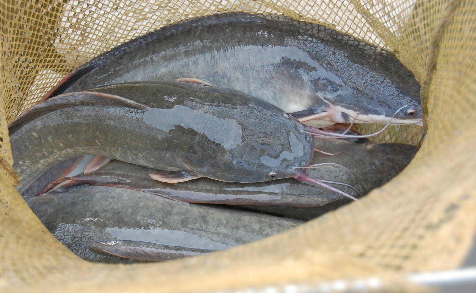 Suria Helang Lui: Prime, tasty keli (catfish)