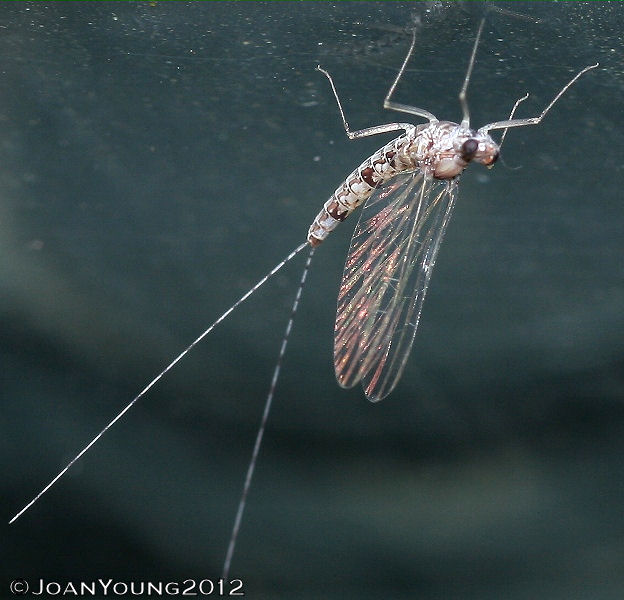 South African Photographs: Mayflies - Order Ephemeroptera