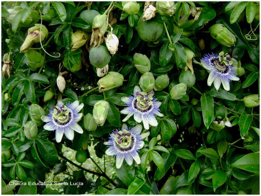 Chacra Educativa Santa Lucía: Como dice la canción “…mburucuyá del ...