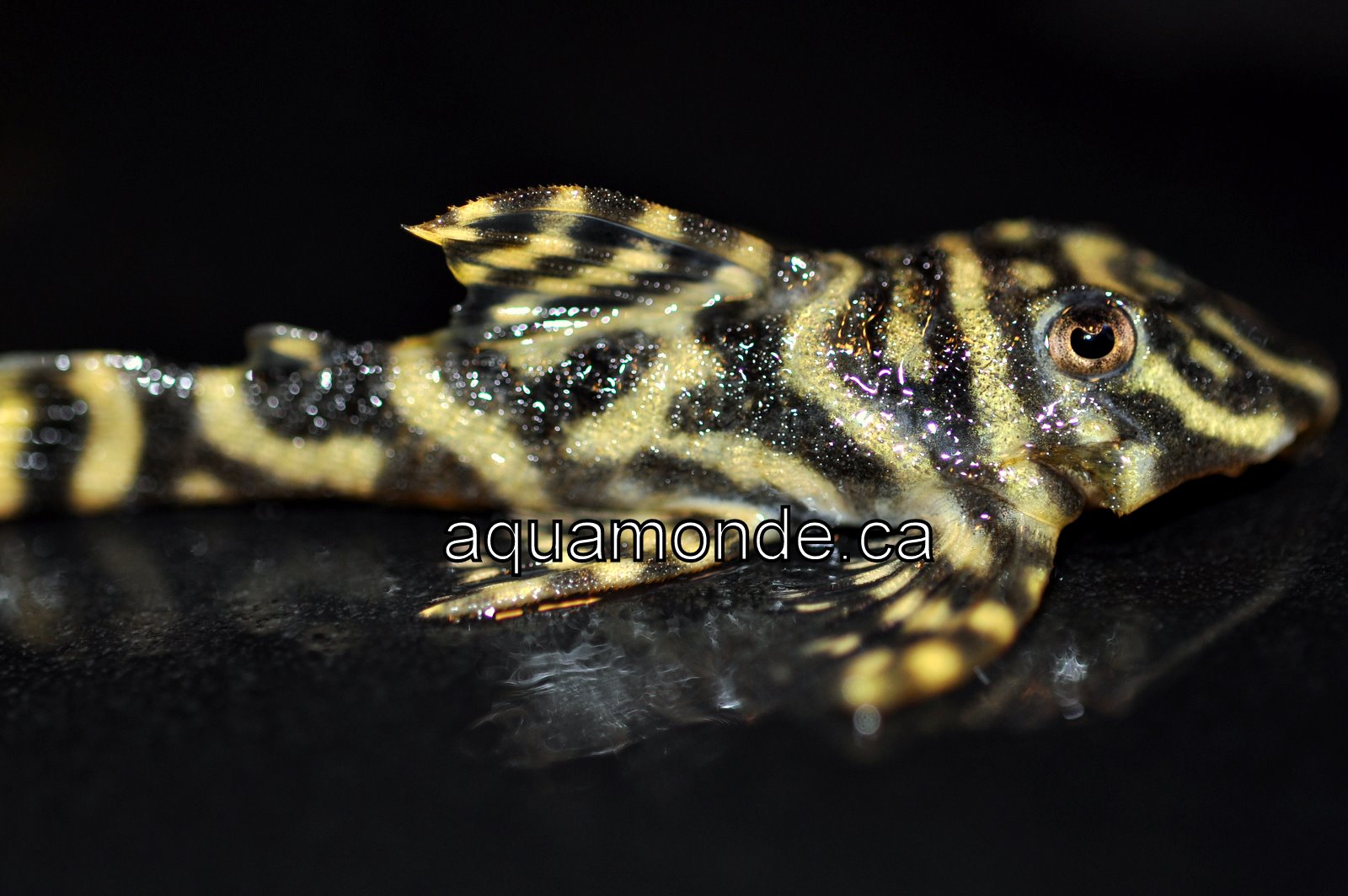 AQUAMONDE: Arrivage Colombie.Asterophysus batrachus (Gulper Catfish),L ...