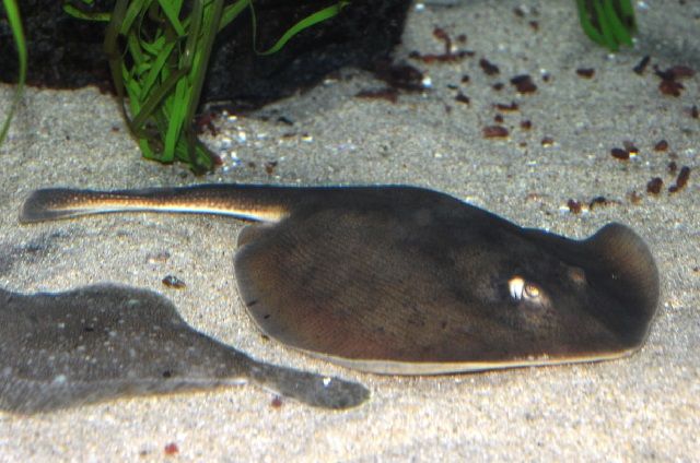 Gambar Ikan Pari dari Jenis Terbaik Beserta Nama Latin dan Inggrisnya