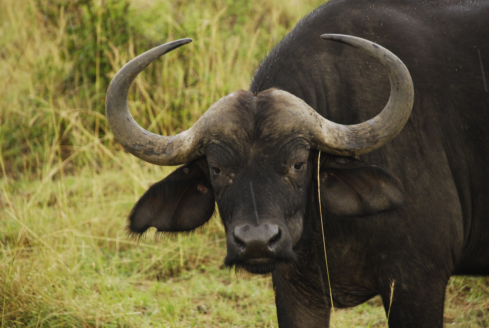 Amao 旅‧攝 Travel‧Photo: 動物星球--可愛動物區 Animal Planet‧Safari-Mild Animal,Kenya