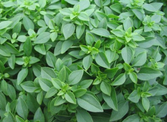 Bunatatile casei: Busuioc