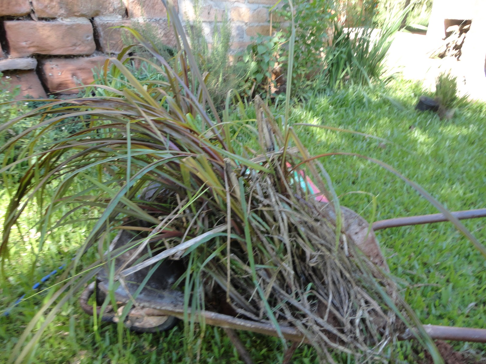Estágio no Sítio dos Herdeiros: O capim elefante (Pennisetum purpureum ...