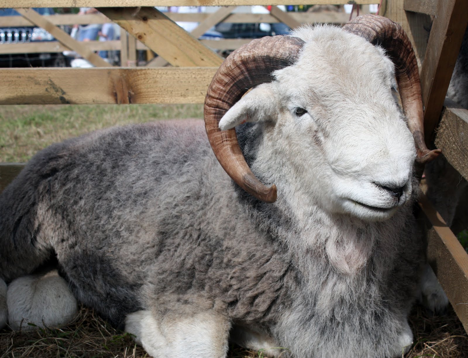 National Trust Fell Rangers: Herdwick Sheep