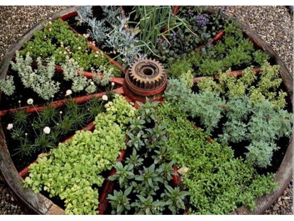 Engenharia das Plantas Medicinais, Aromáticas e Condimentares: Veja ...