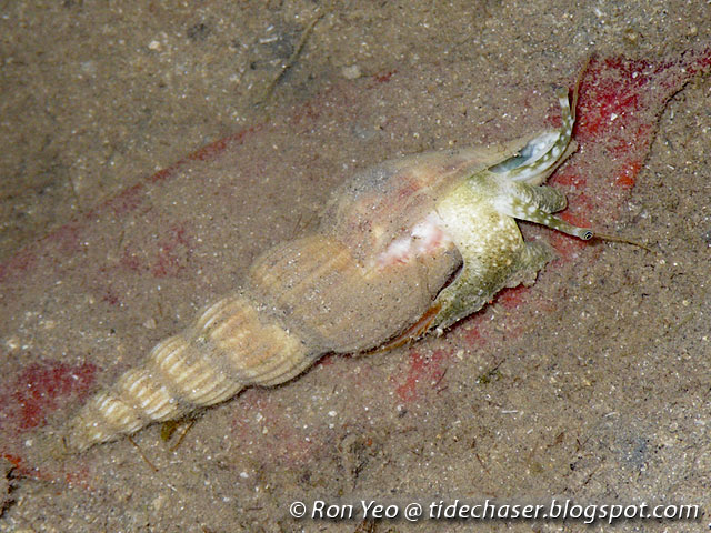 tHE tiDE cHAsER: Conches (Phylum Mollusca: Family Strombidae) of Singapore