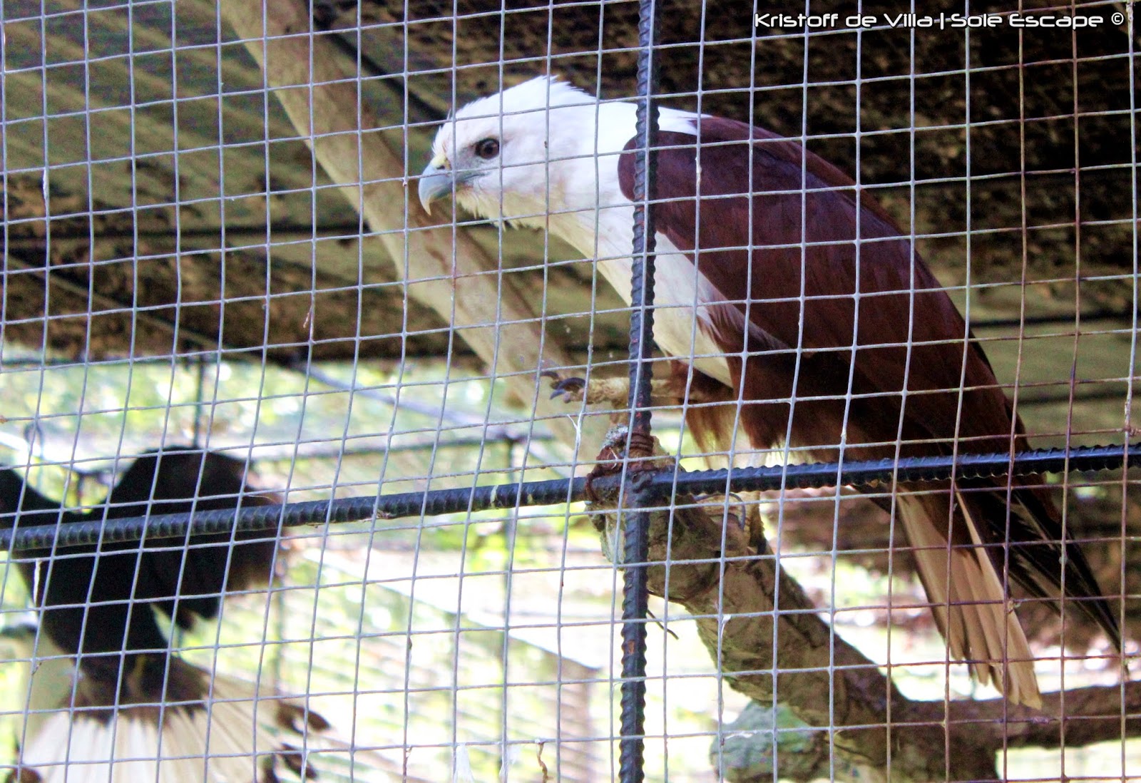 Sole Escape: Exploring Bohol in ONE Day!!! WARNING: LONG POST