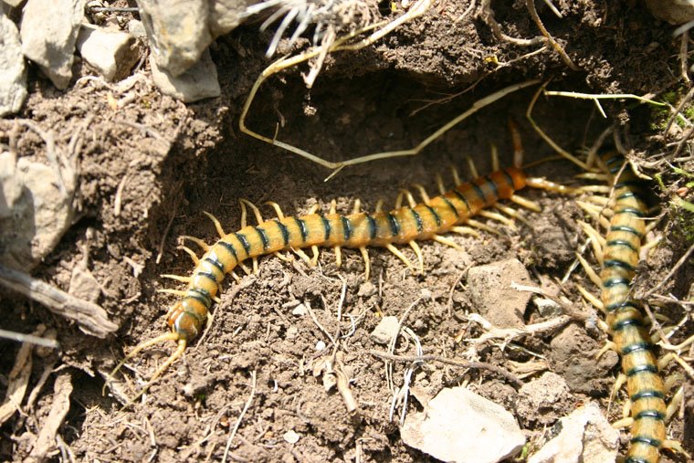 NATURALEZA Y MEDIO RURAL: LA ESCOLOPENDRA. Scolopendra cingulata.