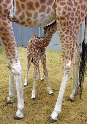 hoolawhoop: with her heart on her hip