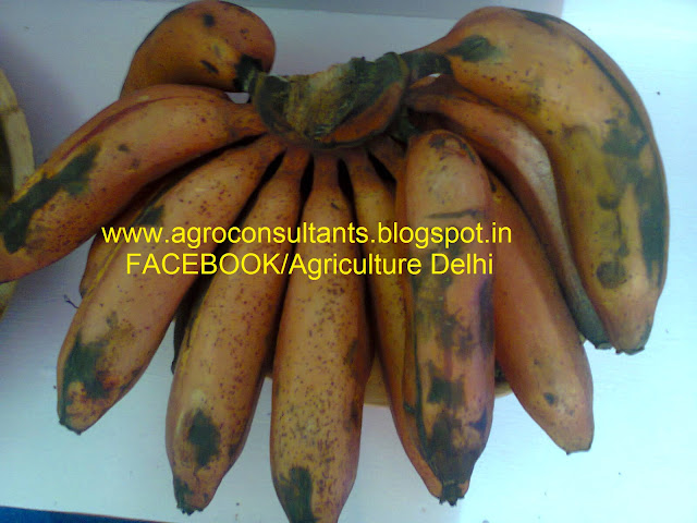 Somesh Jha: Banana केला Kela