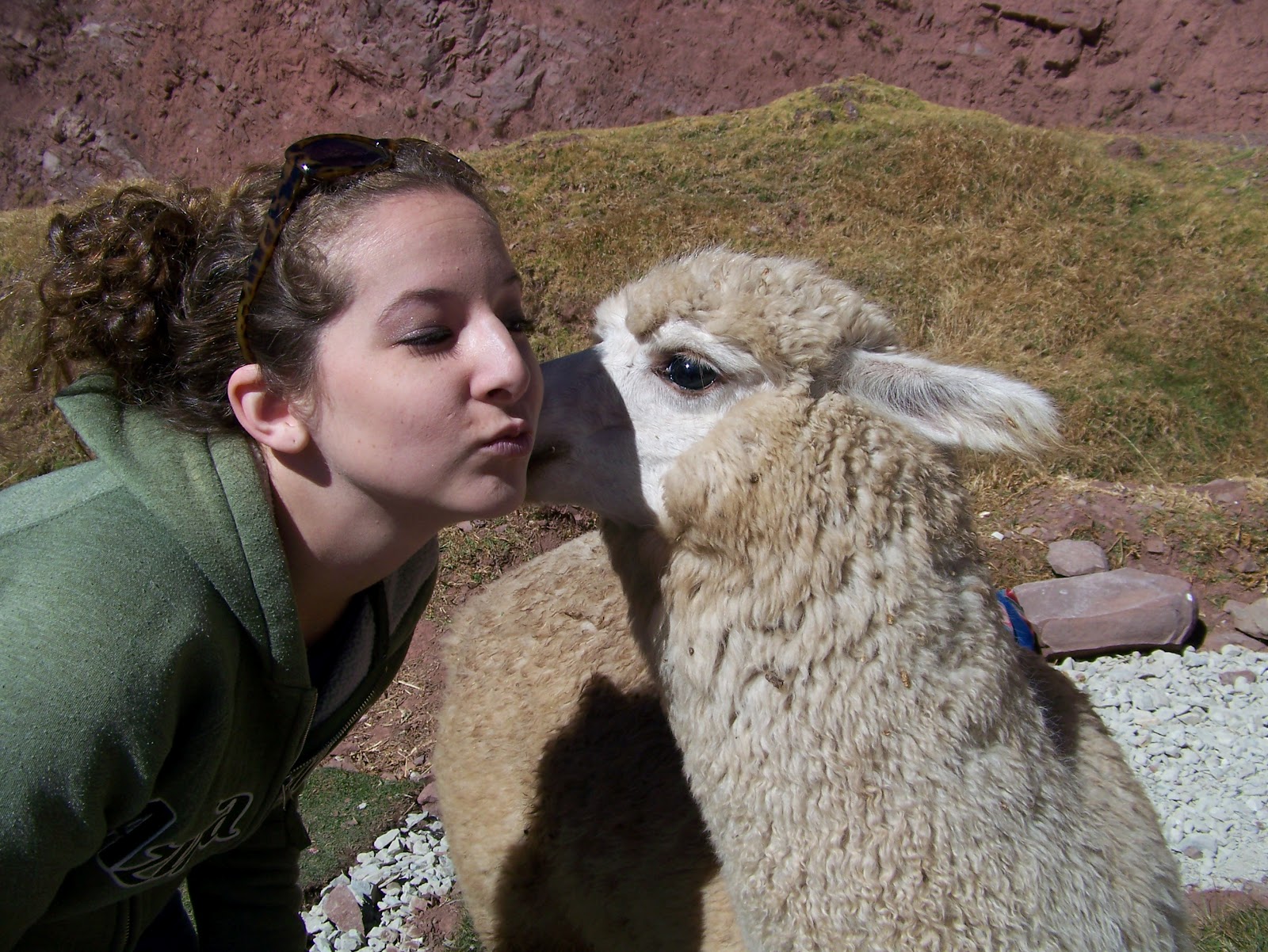 Alone with my tea: Travel Tuesday || Kissing Alpacas in Cusco, Peru ...