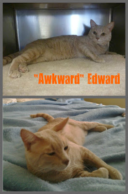 The Shelter Girl: Foster #2: Awkward Edward