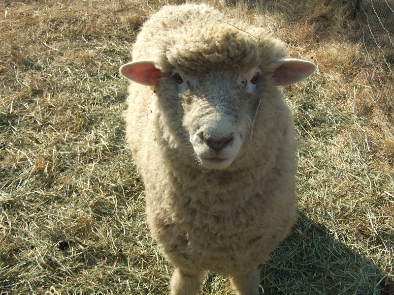 Willow Farm: Ba ba black sheep