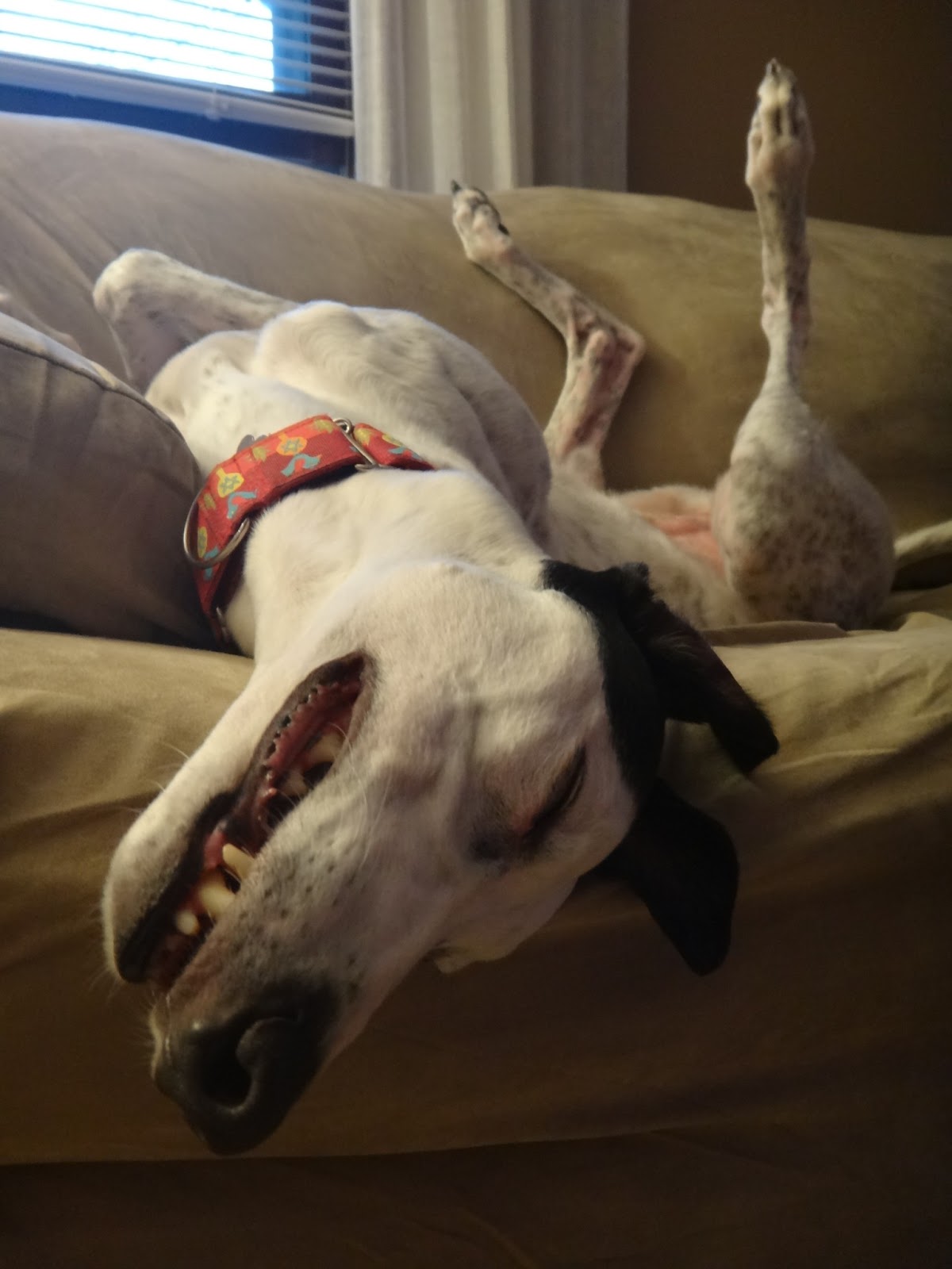 Northern Lights Greyhound Adoption Dog Blog: NLGA Photo Roundup -- Task ...