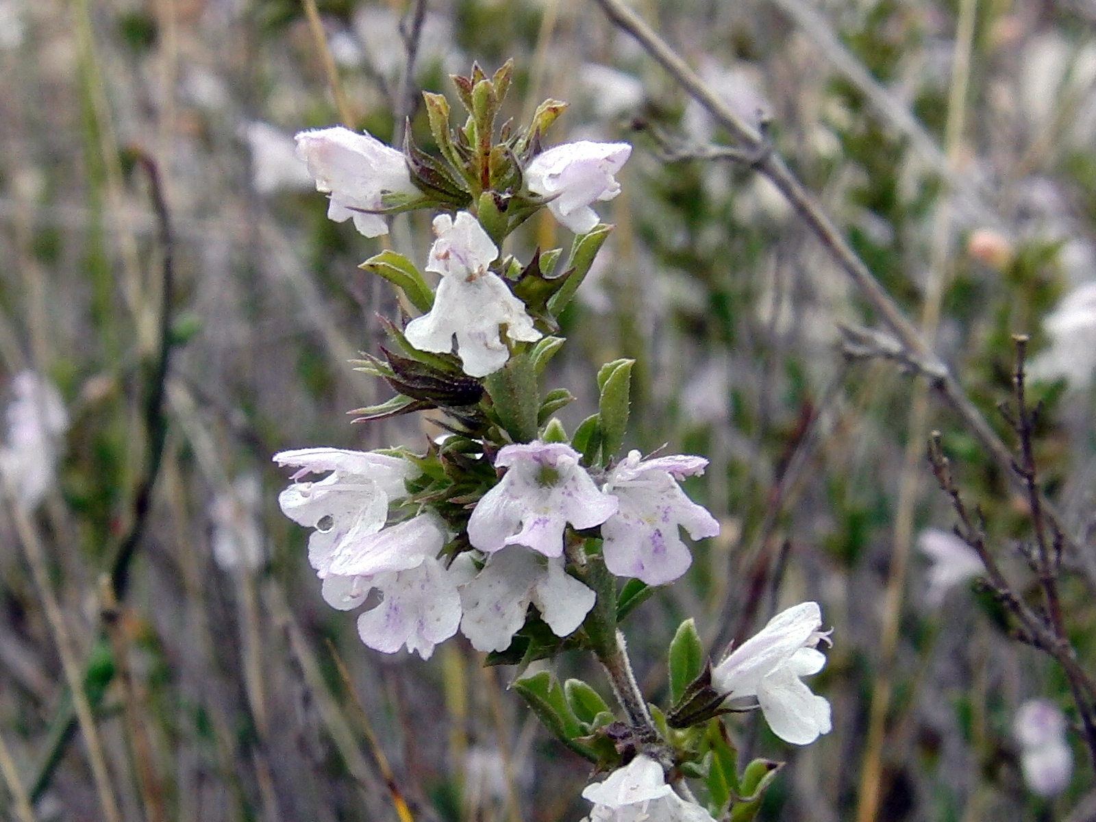 VILLENATURA: Satureja sp