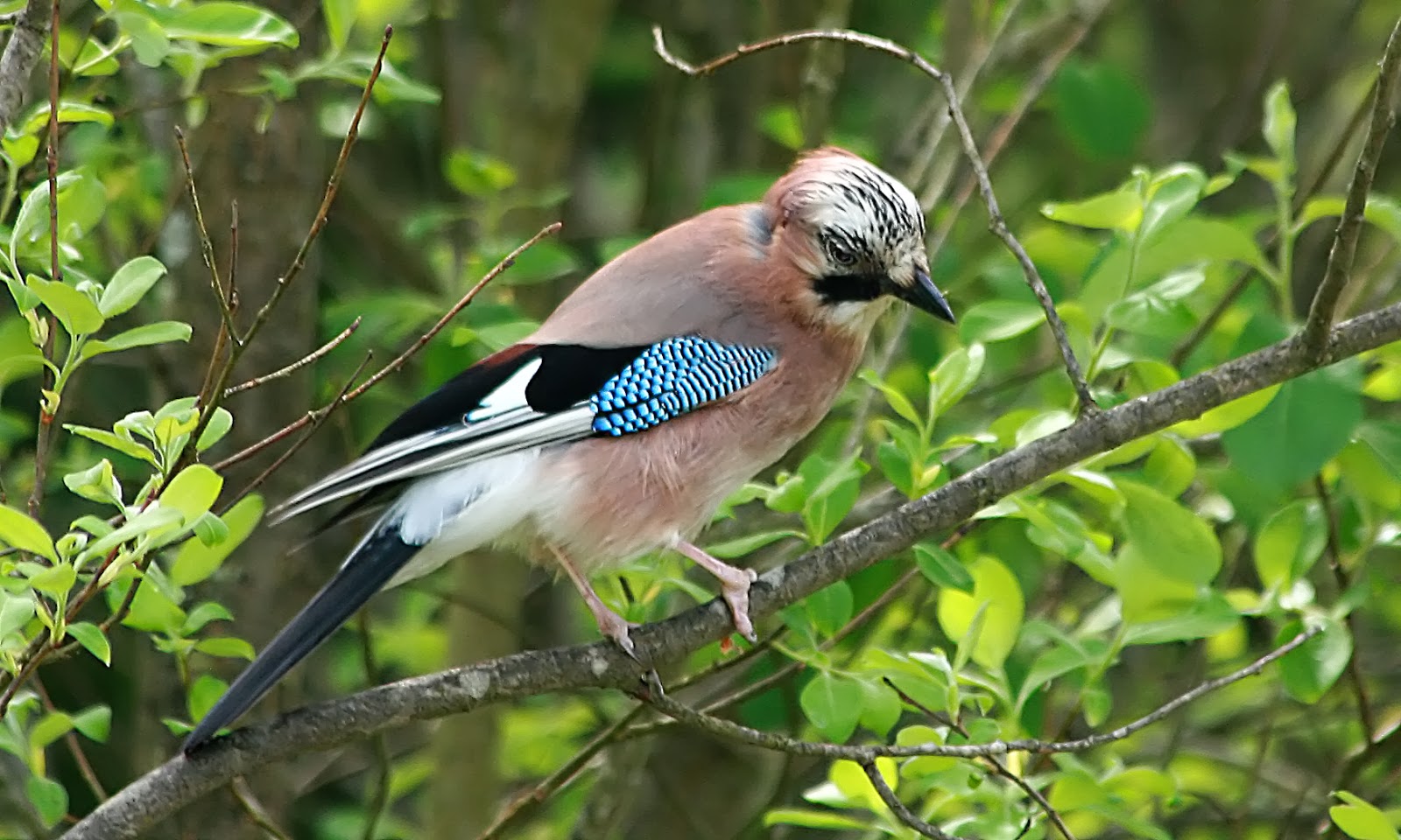 Eurasian Jay Bird - Pets