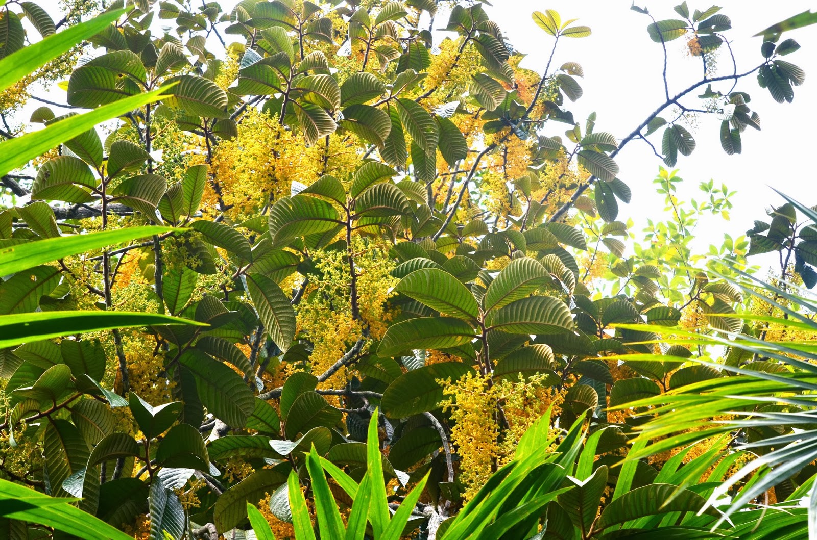 My Sarawak (3rd Ed.): Golden yellow flowers of a jungle tree