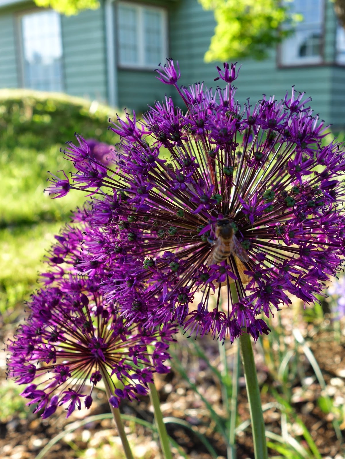 Just a girl with a hammer: Garden bloggers' bloom day, May 2014