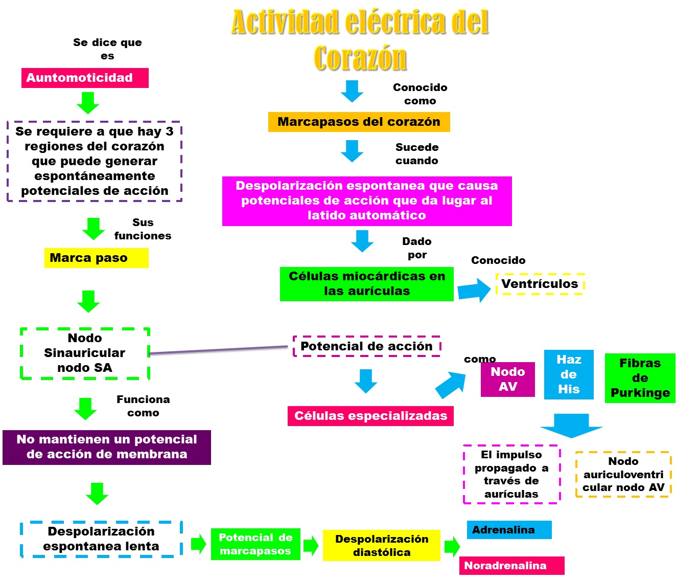 Blog de evidencias de fisiologia Medica de Bryanda Eriacema Higuera ...
