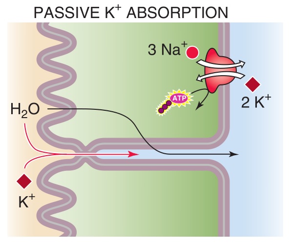 Hospital Student: CELLULAR MECHANISMS OF K+ ABSORPTION AND SECRETION ...