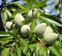 Flores y Especias de mi Jardín: La Almendra (Prunus dulcis)