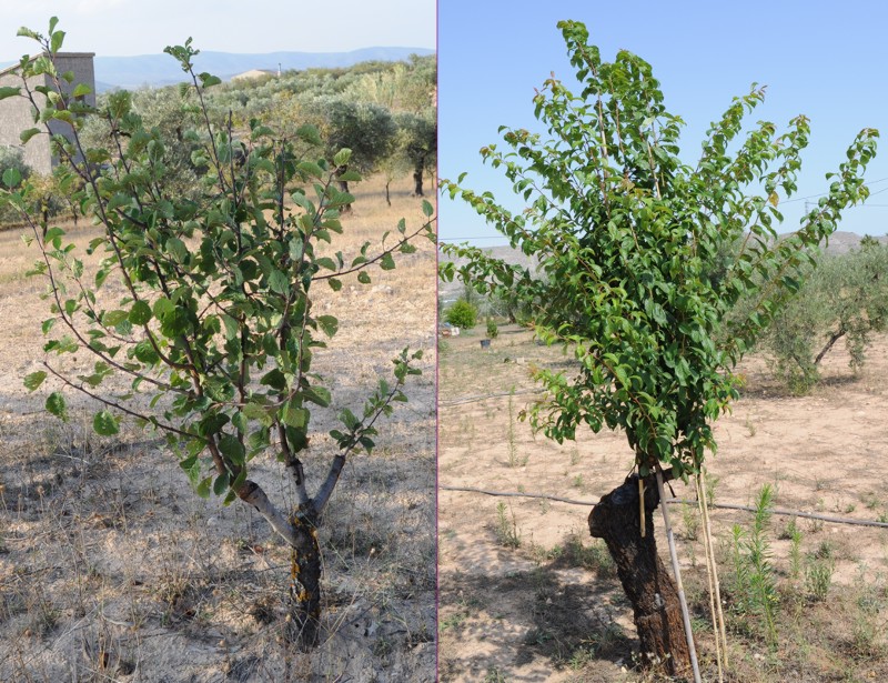 Viendo y aprendiendo de la naturaleza: Injertos
