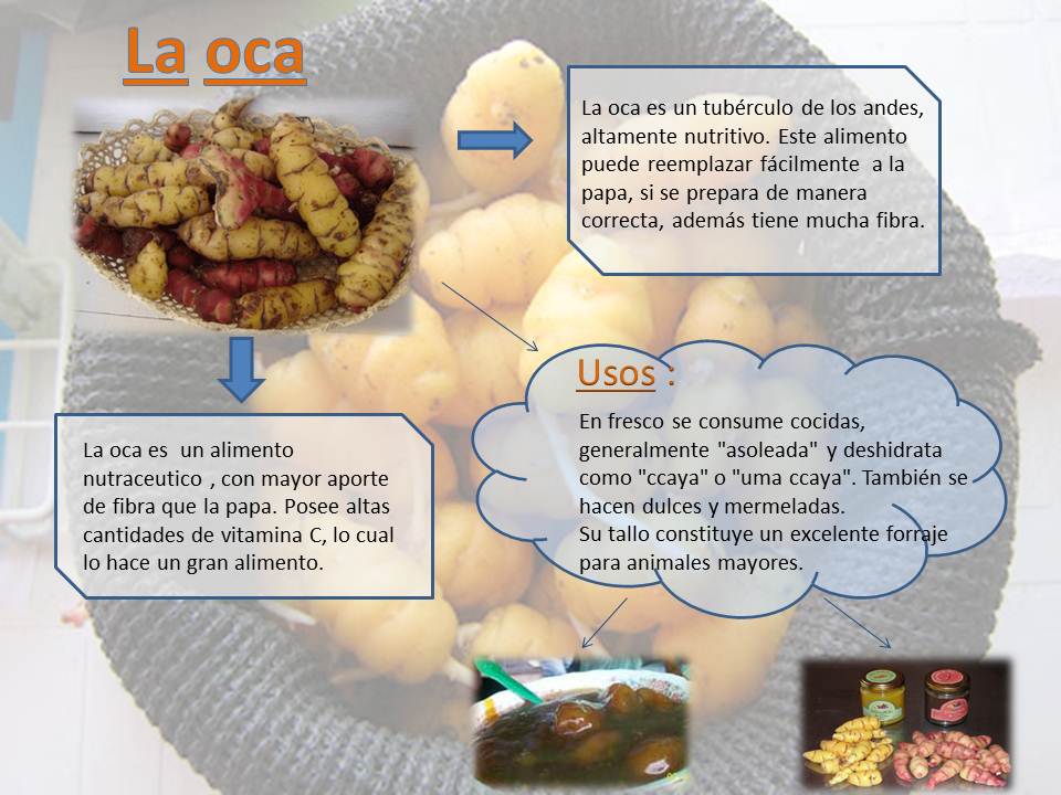PERU NUTRACEUTICO: Infografia de la oca