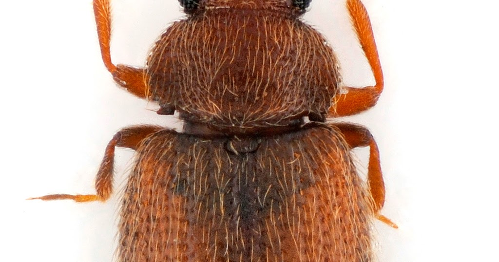 Variety of Life: Latridiidae