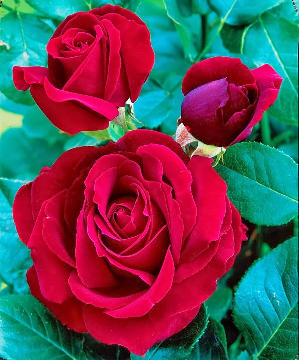 Buku harianQ: 7 jenis mawar hitam yang indah nan unik