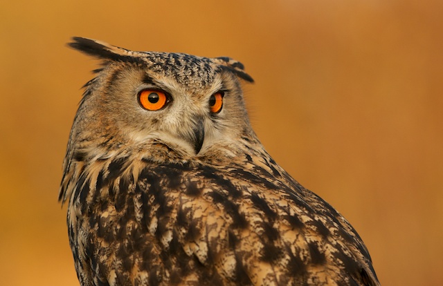 British Wildlife Centre ~ Keeper's Blog: British Owls