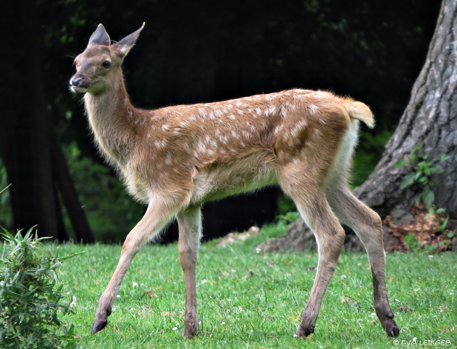 EVA'S WELT: Bei den Rehen...