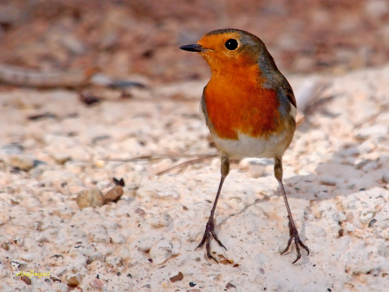 MIS AMIGAS LAS AVES: Petirrojo europeo (Erithacus rubecula)